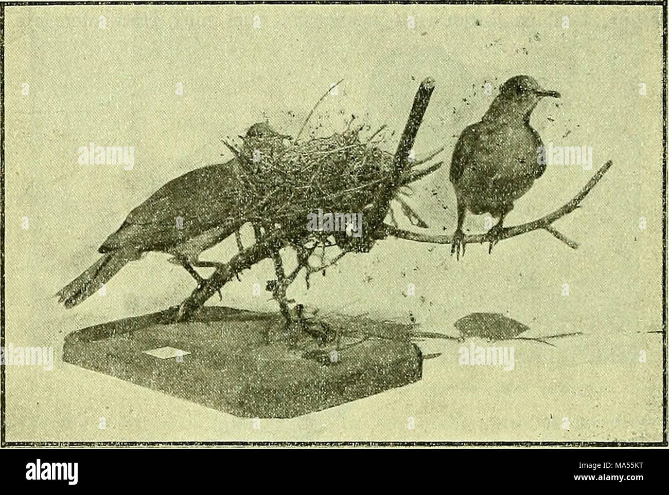 . El Hornero Stock Photo - Alamy