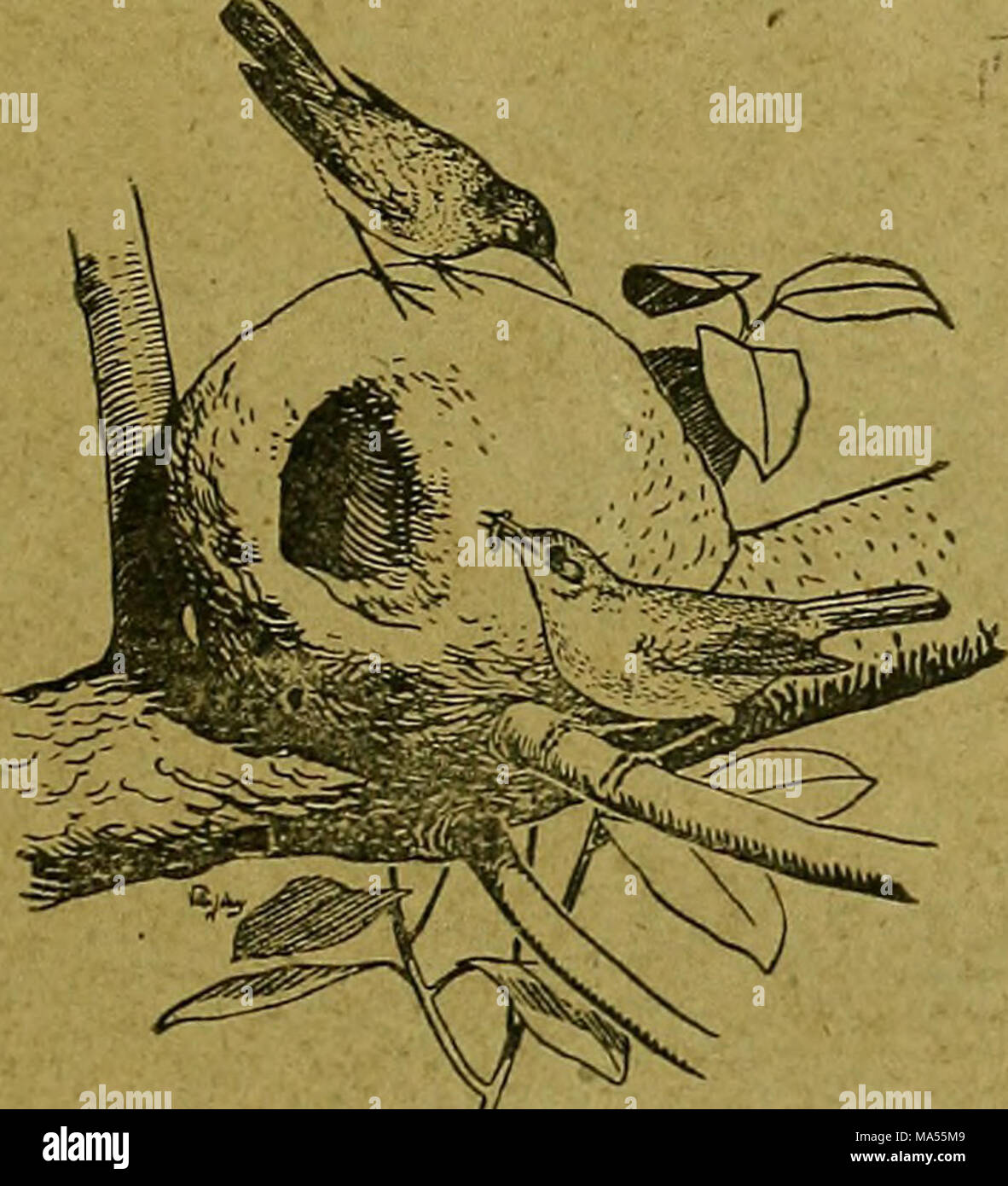 . El Hornero Stock Photo - Alamy