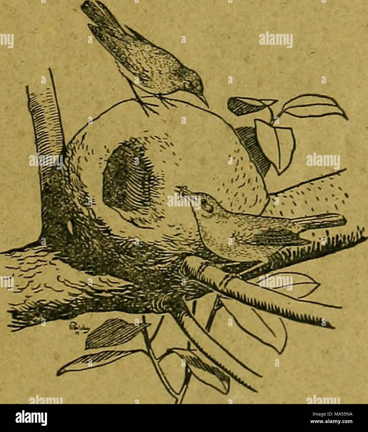 El hornero hi-res stock photography and images - Alamy