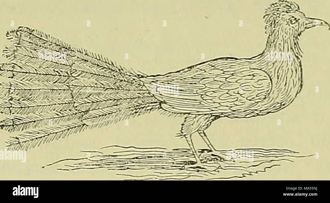 . El Hornero Stock Photo - Alamy