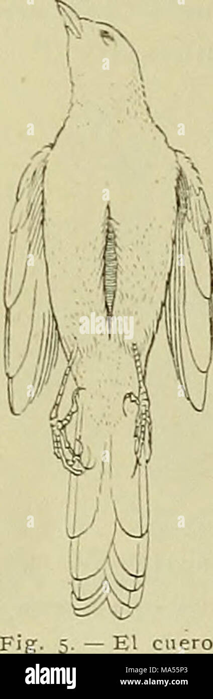 . El Hornero Stock Photo - Alamy