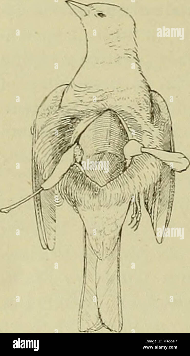 . El Hornero Stock Photo - Alamy