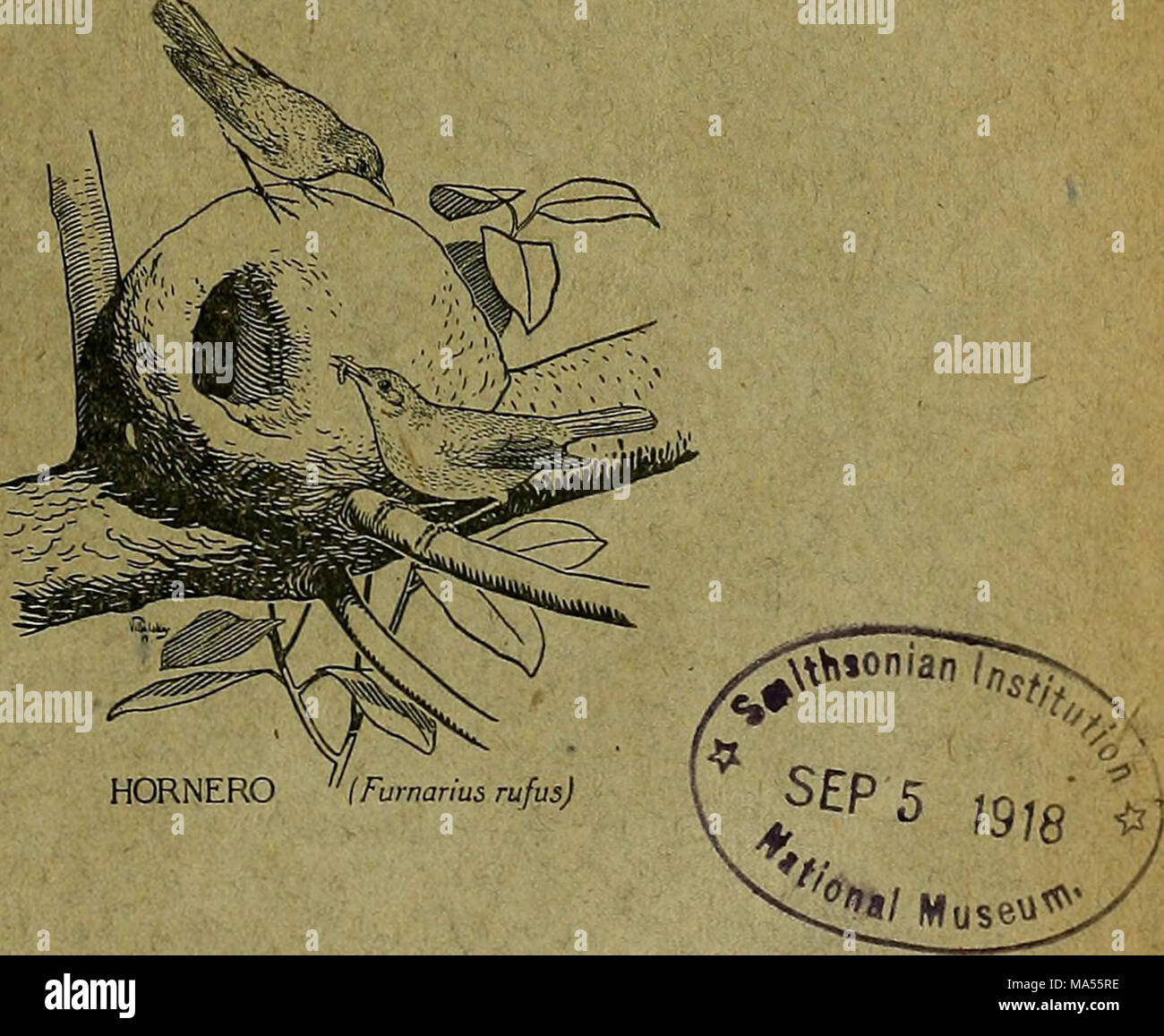 . El Hornero Stock Photo - Alamy