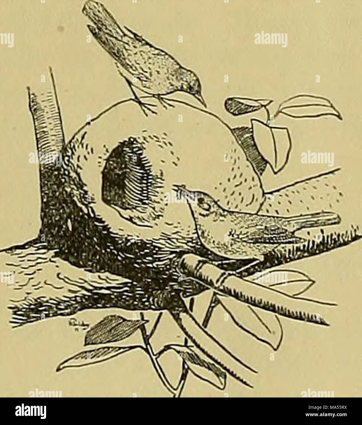 . El Hornero Stock Photo - Alamy