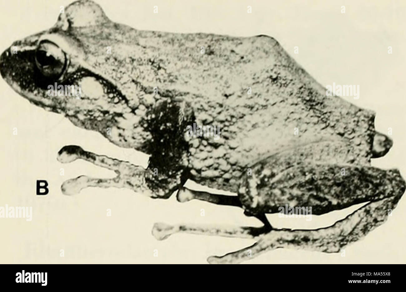 . The Eleutherodactylus of the Amazonian slopes of the Ecuadorian Andes ...