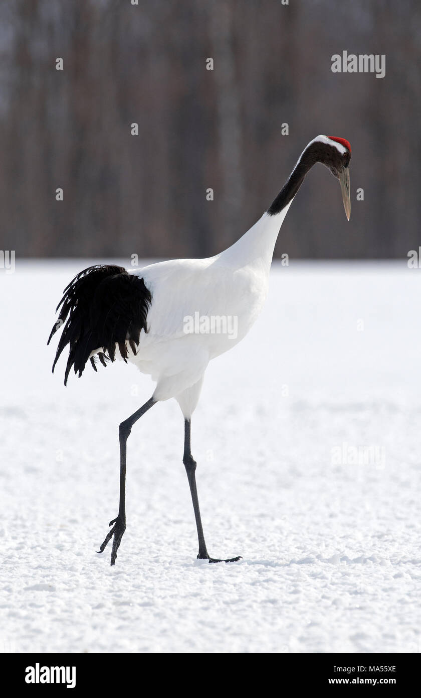Japanese crane, Red-crowned crane (Grus japonensis), Japan Stock Photo ...
