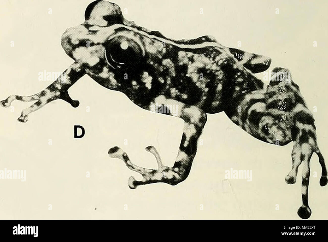 . The Eleutherodactylus of the Amazonian slopes of the Ecuadorian Andes ...