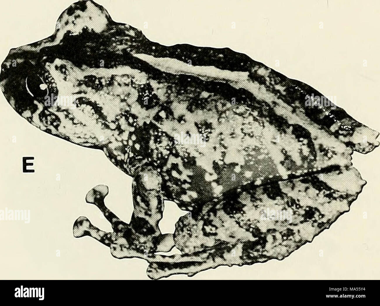 . The Eleutherodactylus of the Amazonian slopes of the Ecuadorian Andes ...