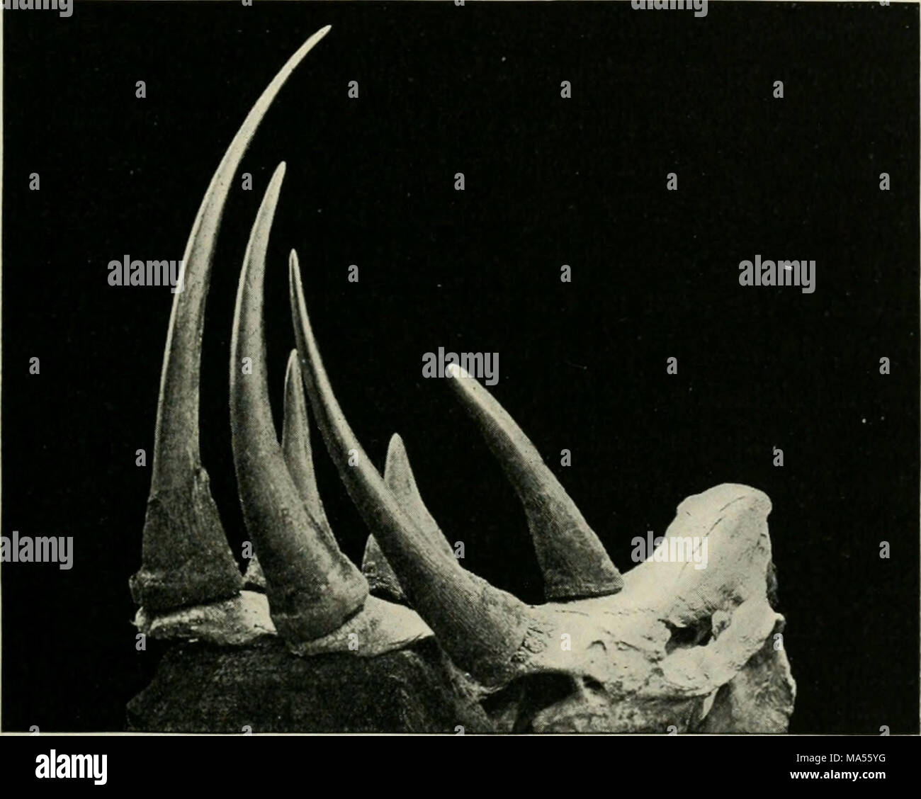 . Elephant-hunting in east equatorial Africa; being an account of three ...