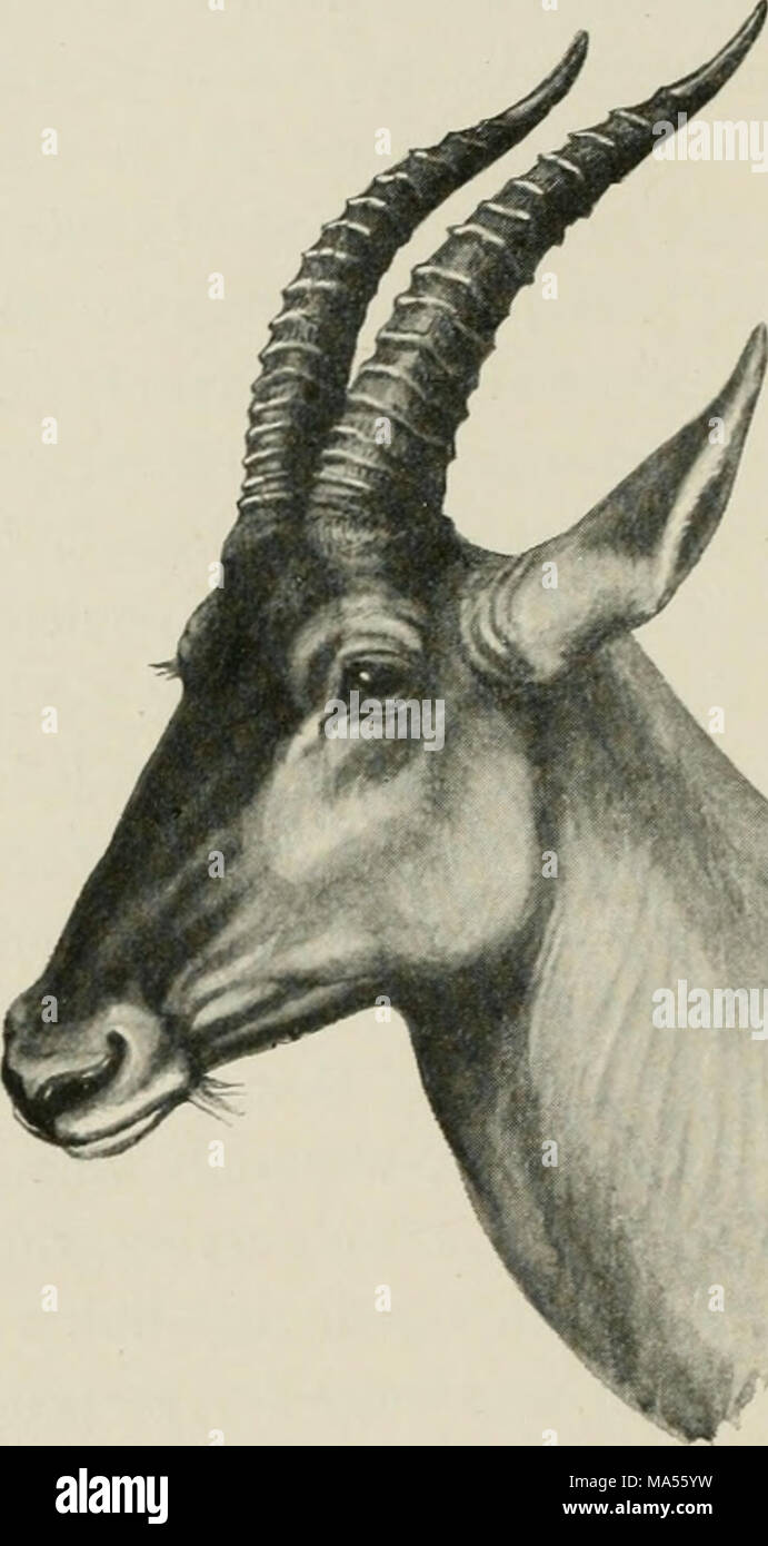 . Elephant-hunting in east equatorial Africa; being an account of three ...