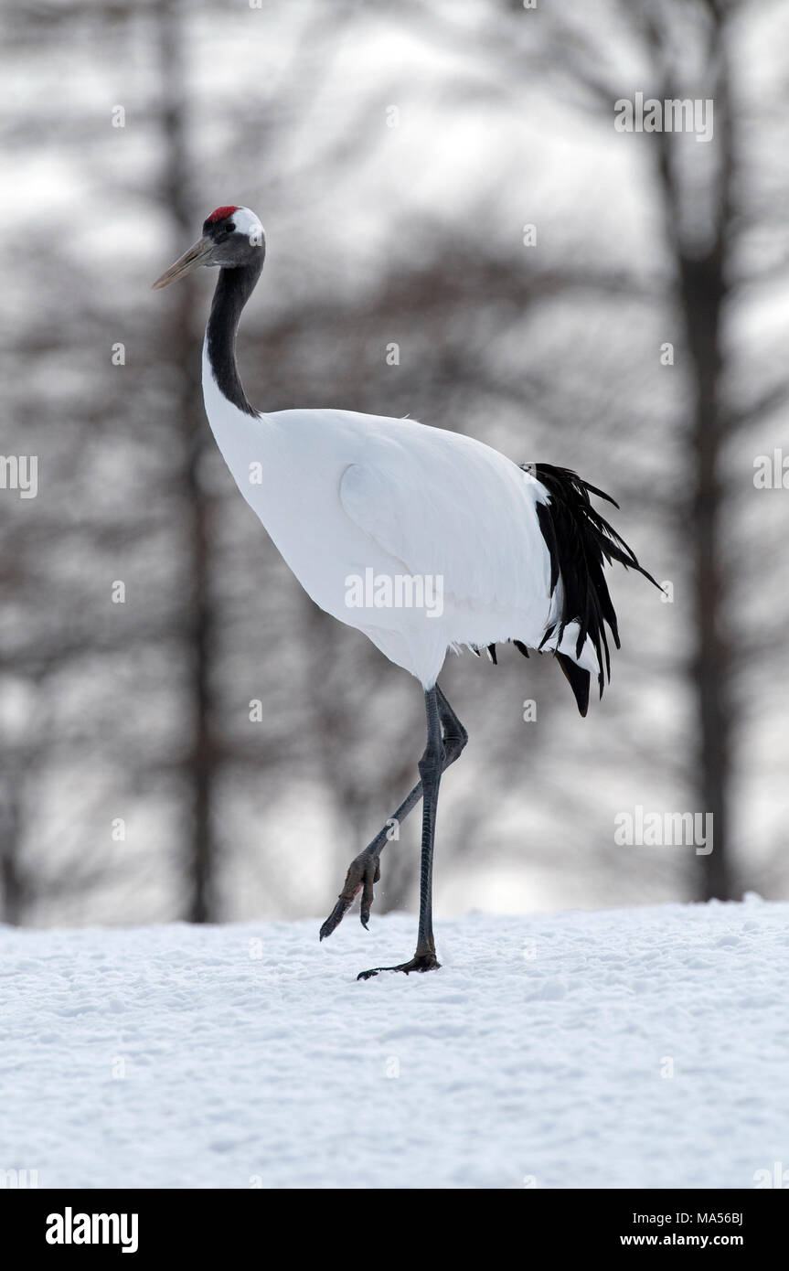 Japanese crane, Red-crowned crane (Grus japonensis) , Japan Stock Photo ...