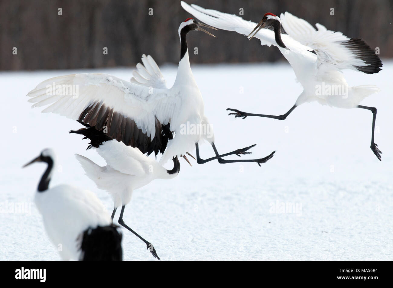 Japanese crane, Red-crowned crane (Grus japonensis) Fighting, Japan ...