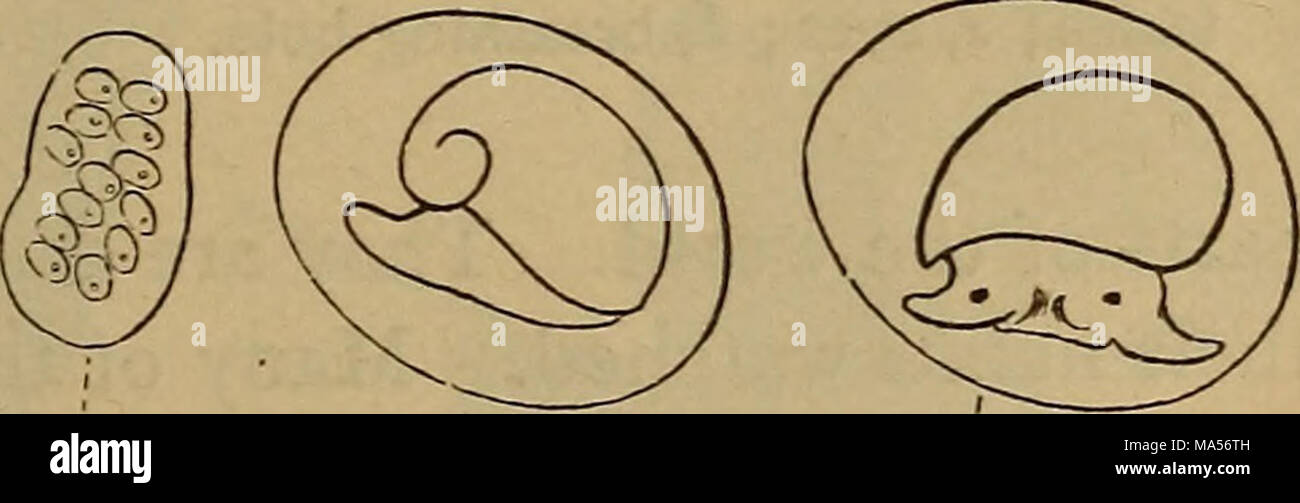 . Elements of zoölogy Stock Photo - Alamy