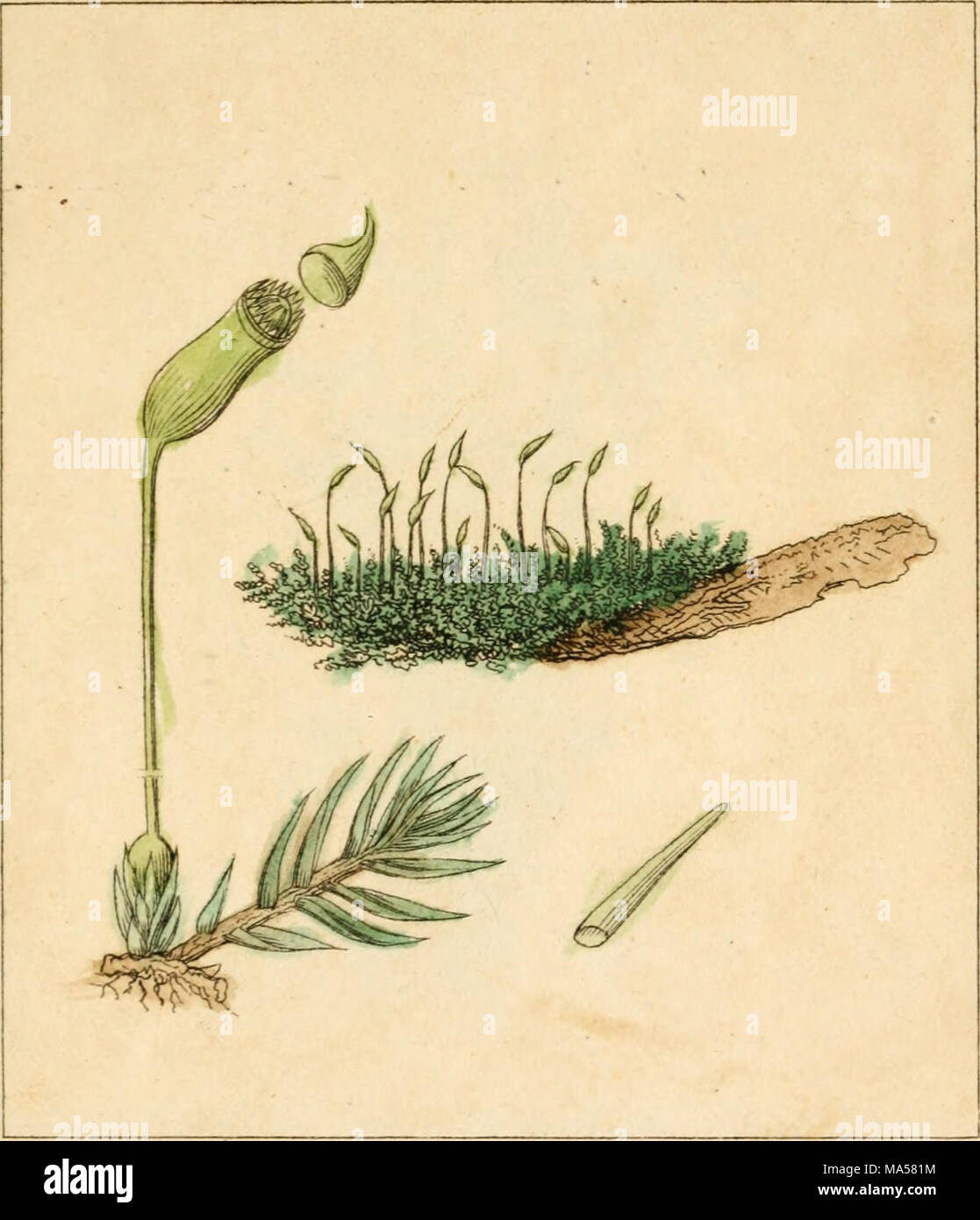 . Elements of the science of botany, as established by Linnaeus; with ...