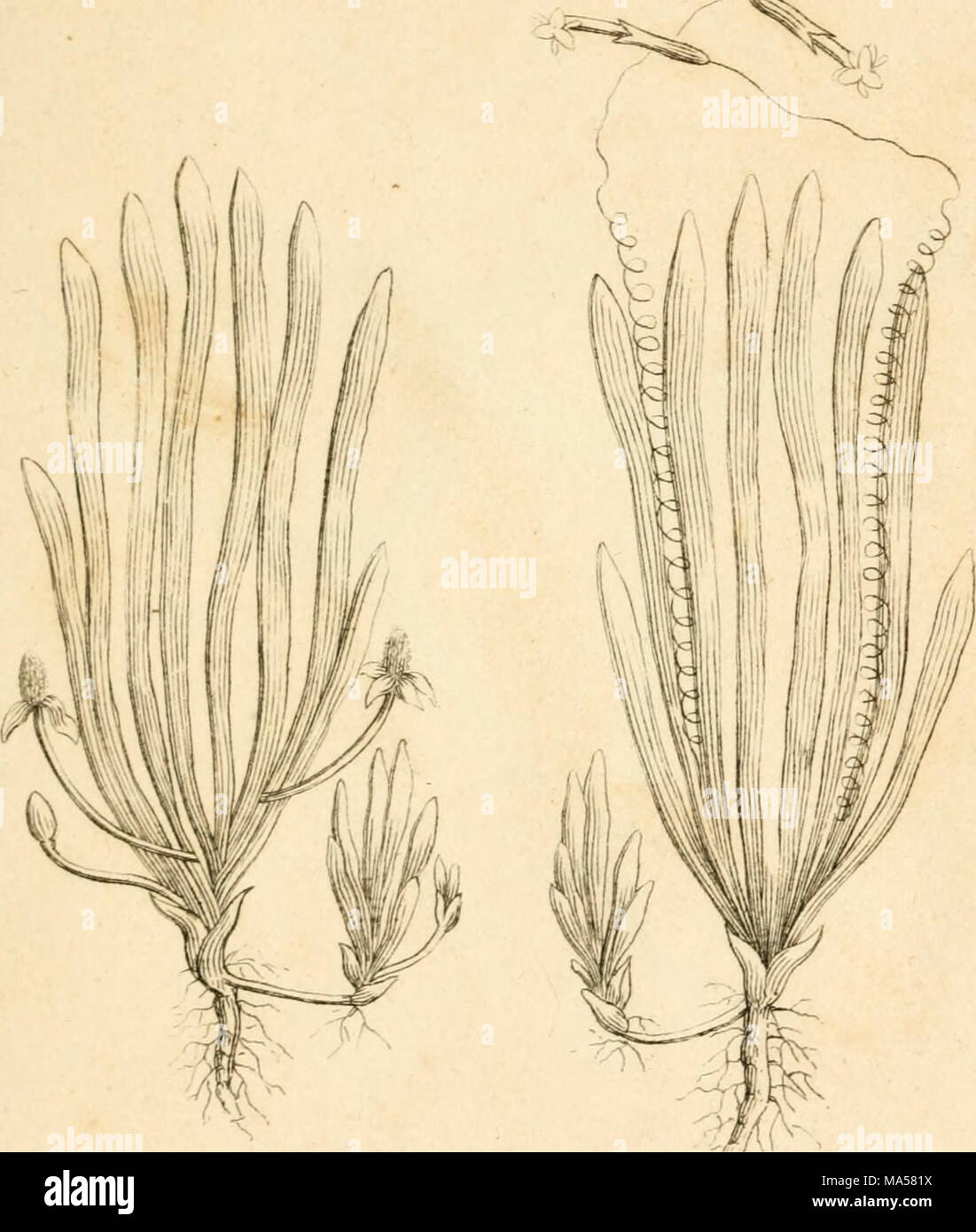 . Elements of the science of botany, as established by Linnaeus; with ...