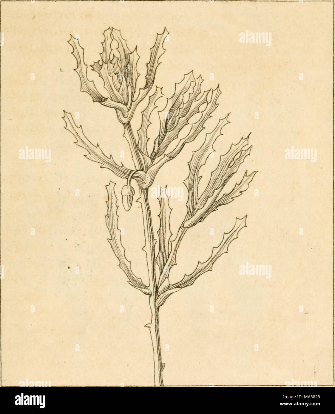 . Elements of the science of botany, as established by Linnaeus; with ...