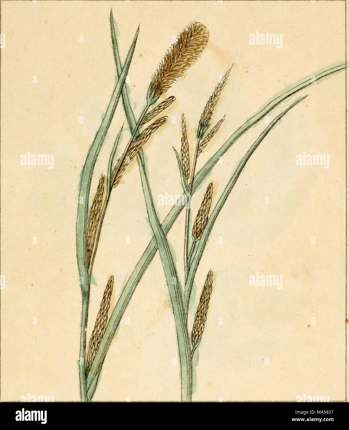 . Elements of the science of botany, as established by Linnaeus; with ...