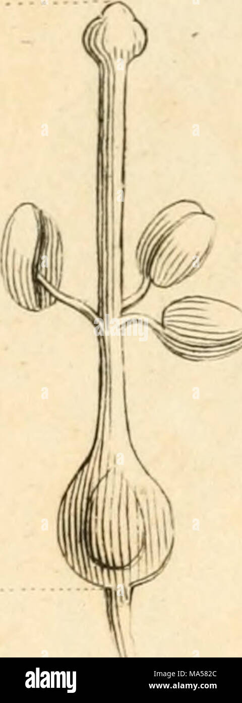 . Elements of the science of botany, as established by Linnaeus; with ...