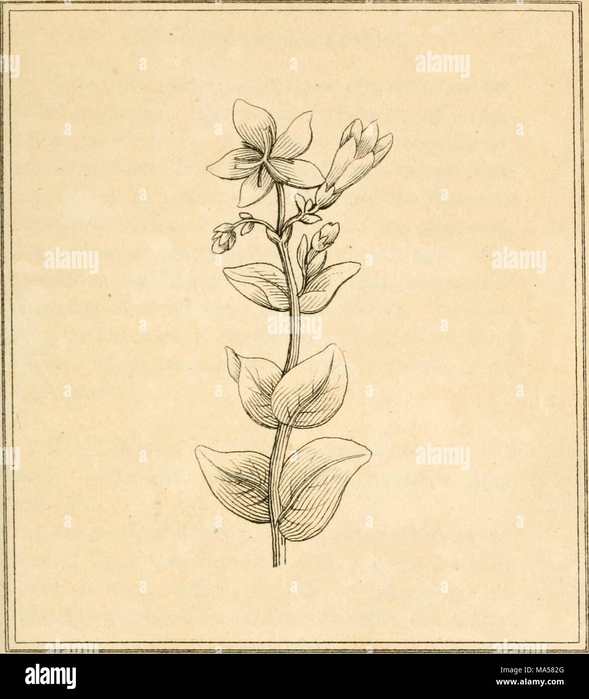 . Elements of the science of botany, as established by Linnaeus; with ...