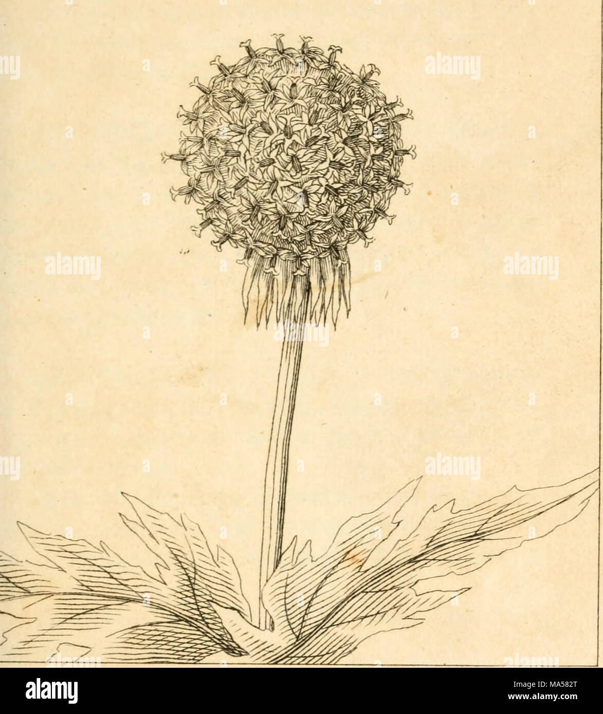 . Elements of the science of botany, as established by Linnaeus; with ...
