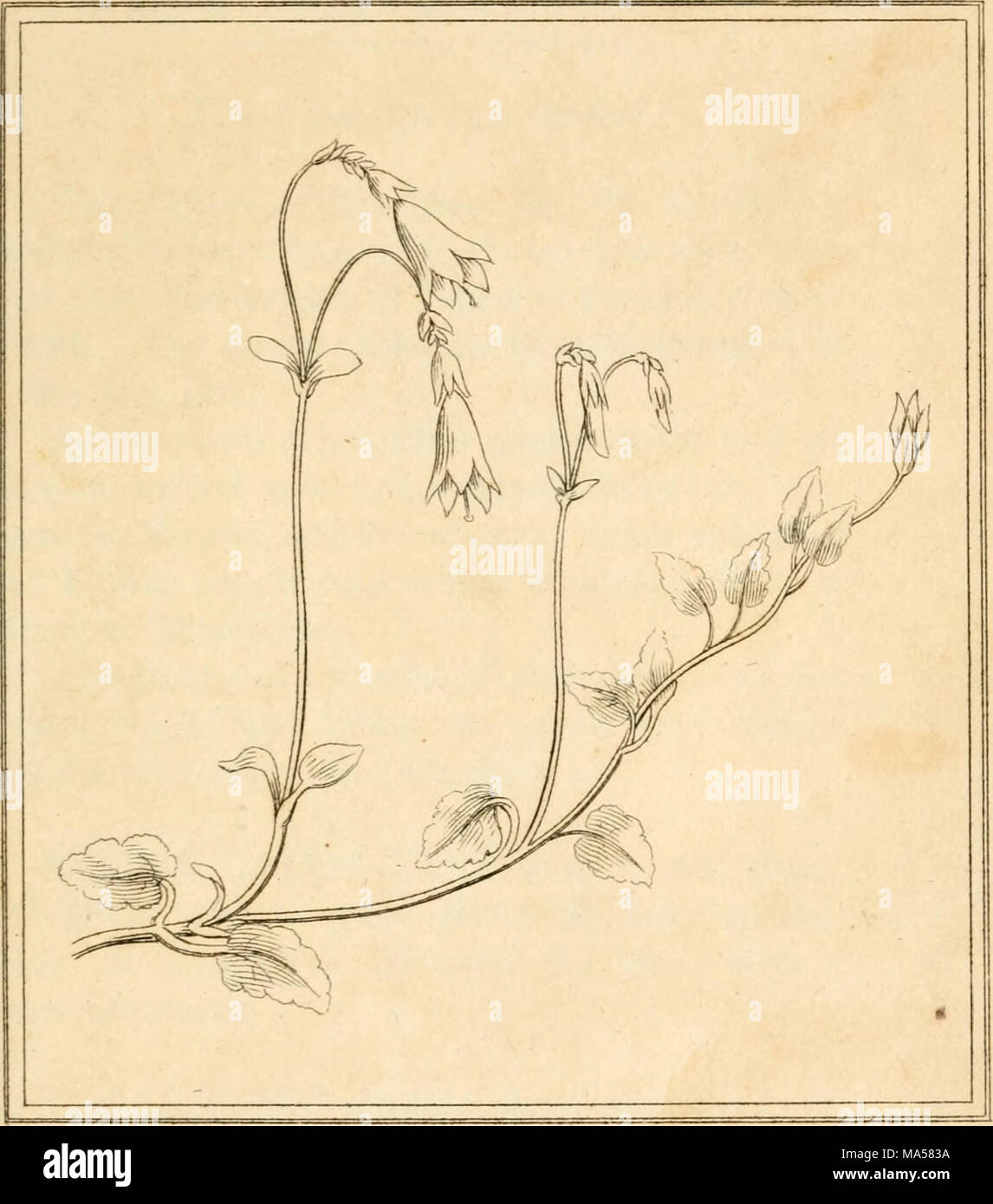 . Elements of the science of botany, as established by Linnaeus; with ...