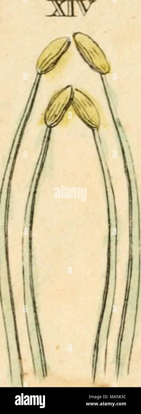 . Elements of the science of botany, as established by Linnaeus; with ...