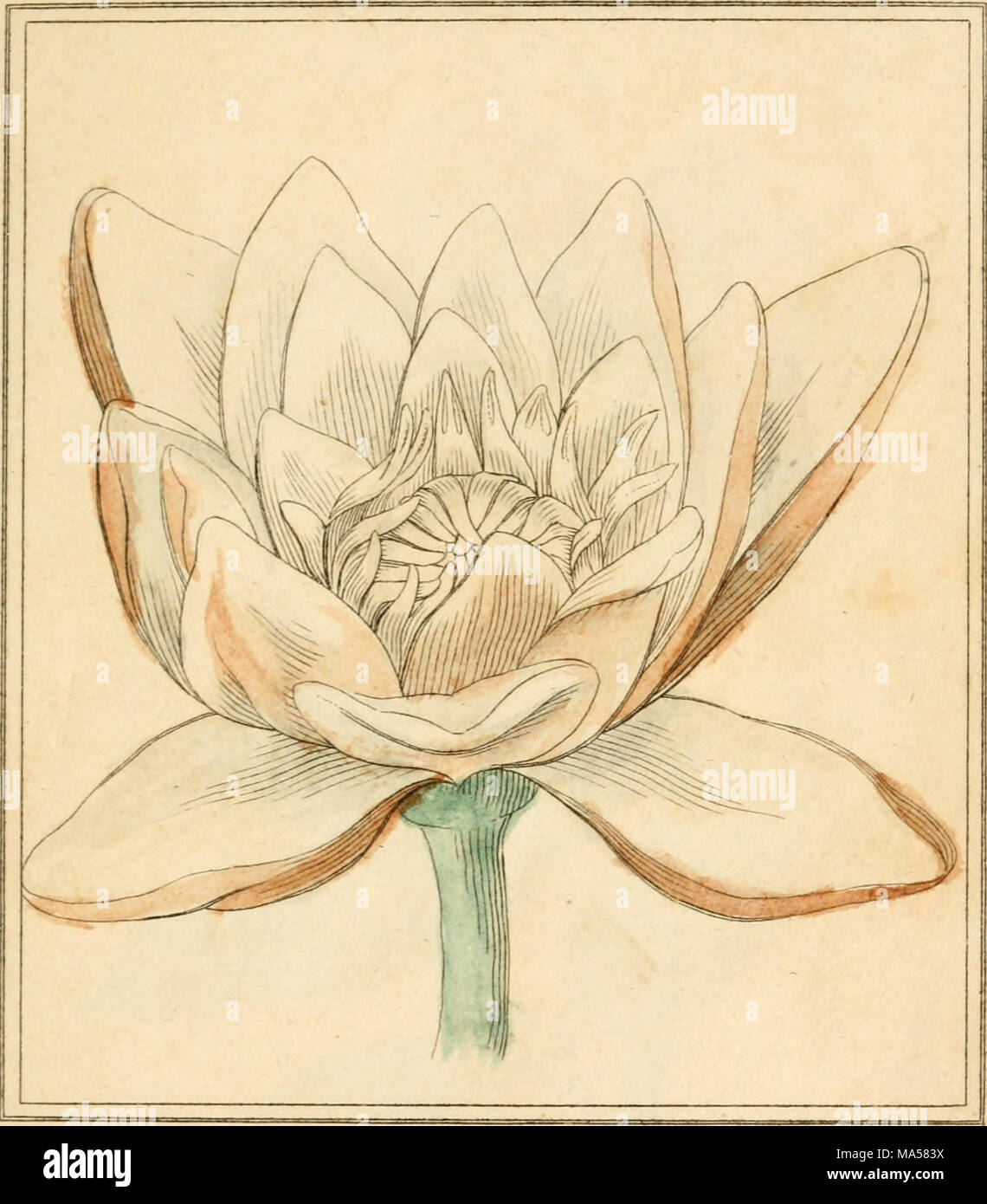 . Elements of the science of botany, as established by Linnaeus; with ...