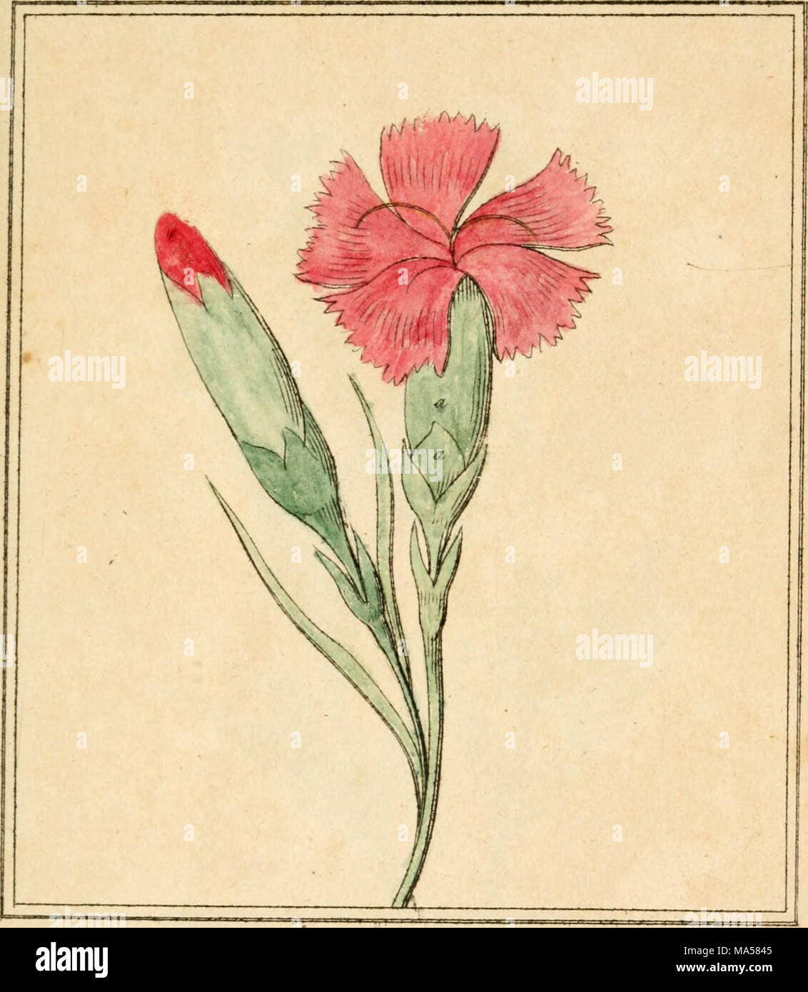 . Elements of the science of botany, as established by Linnaeus; with ...