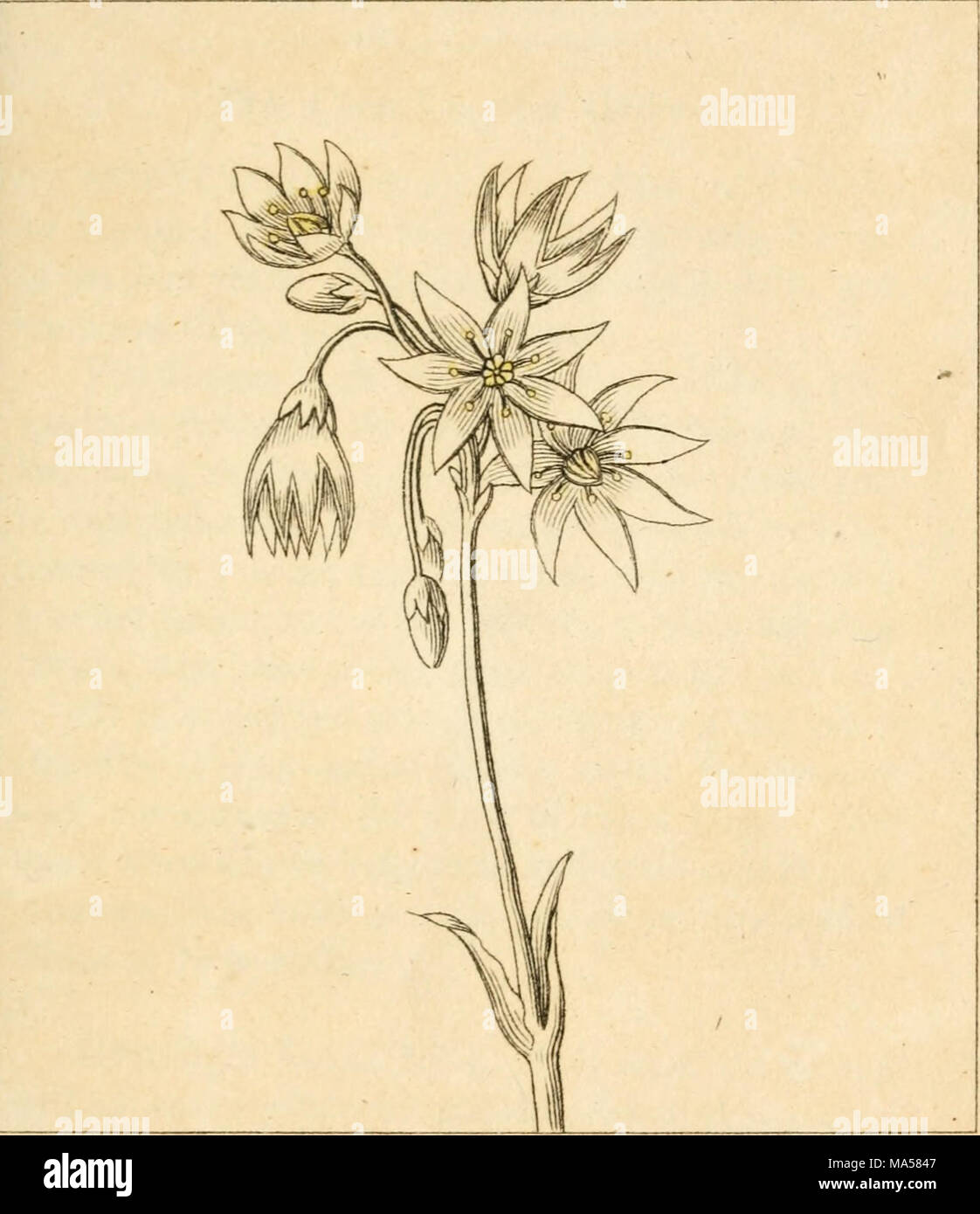 . Elements of the science of botany, as established by Linnaeus; with ...