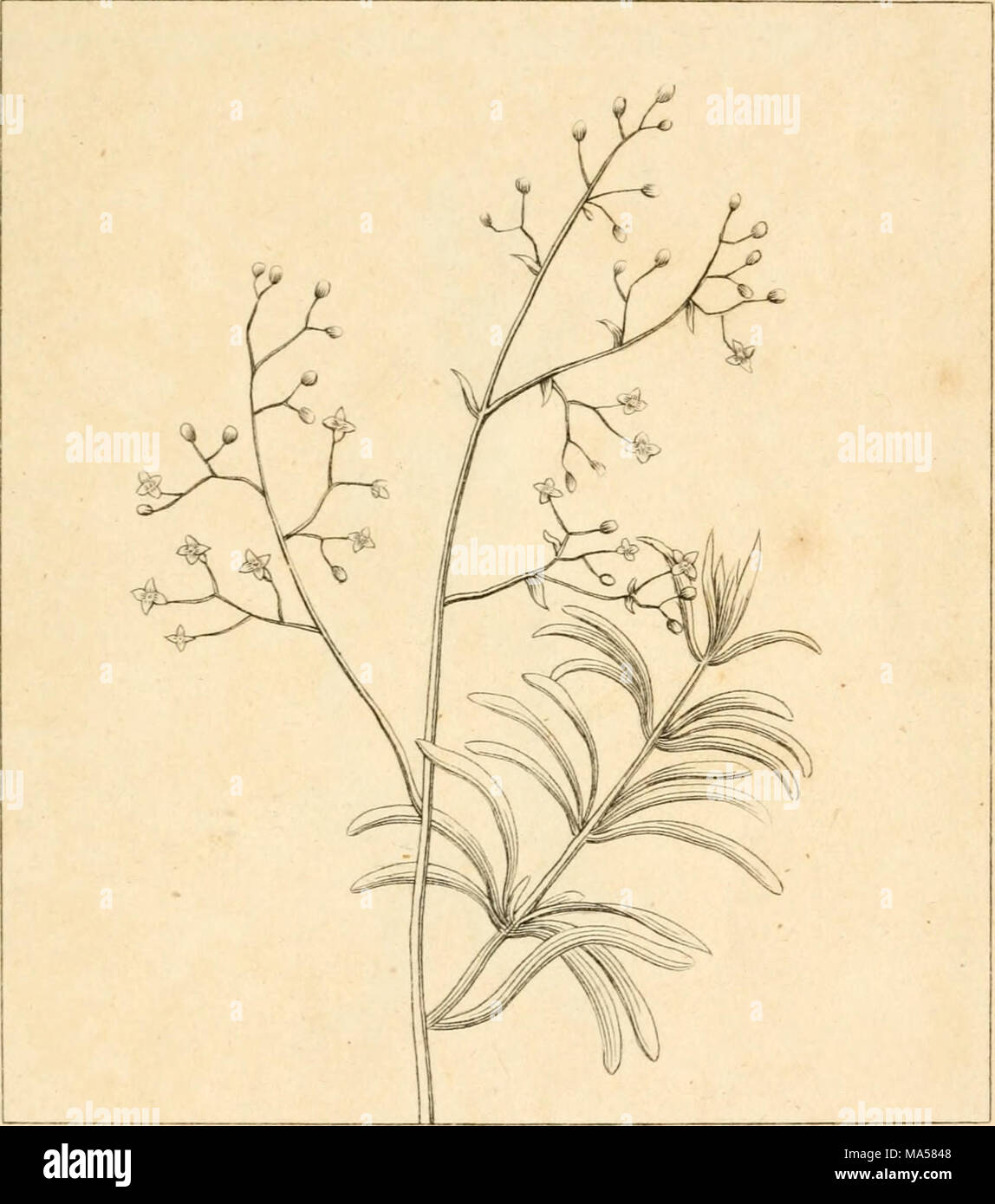 . Elements of the science of botany, as established by Linnaeus; with ...