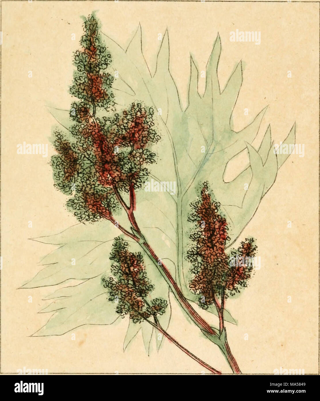 . Elements of the science of botany, as established by Linnaeus; with ...