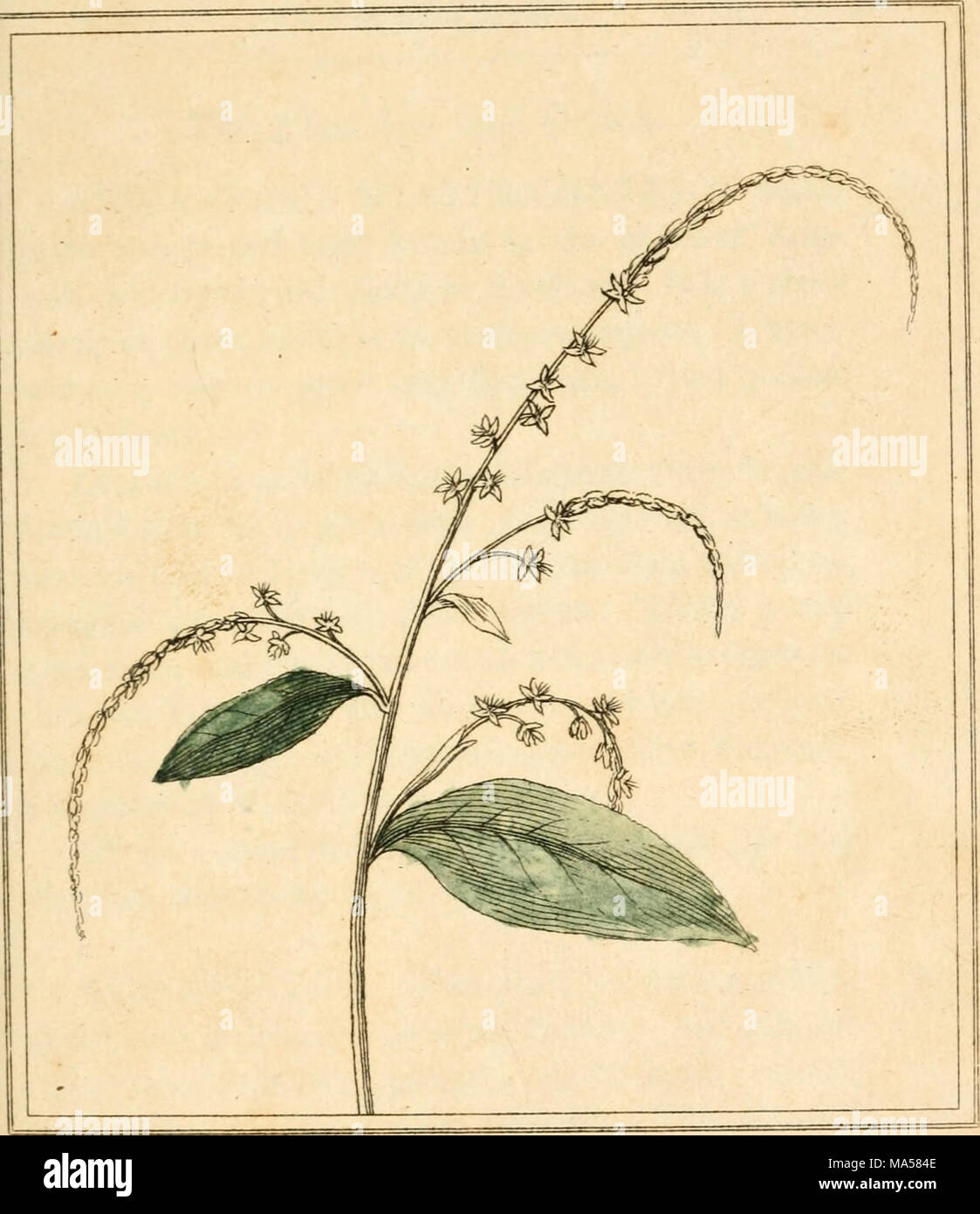 . Elements of the science of botany, as established by Linnaeus; with ...