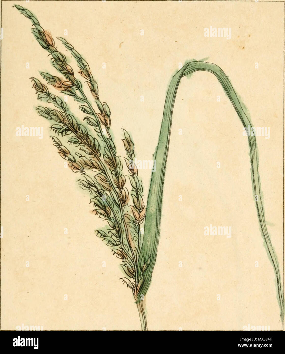 . Elements of the science of botany, as established by Linnaeus; with ...