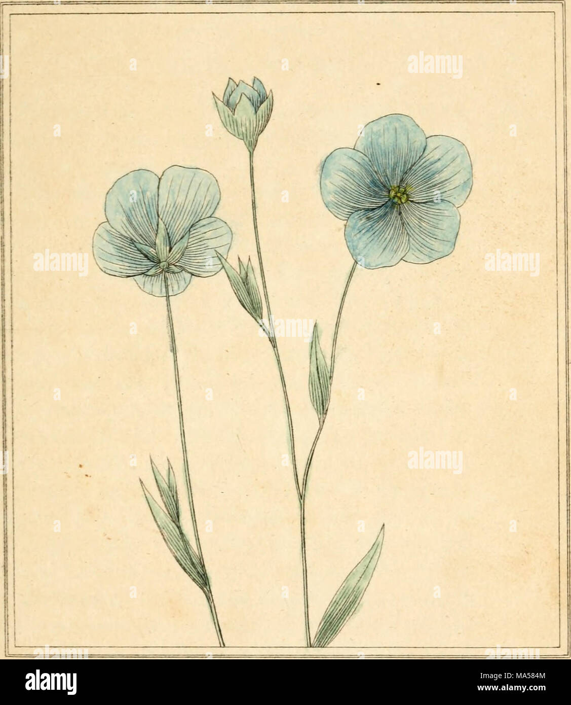 . Elements of the science of botany, as established by Linnaeus; with ...