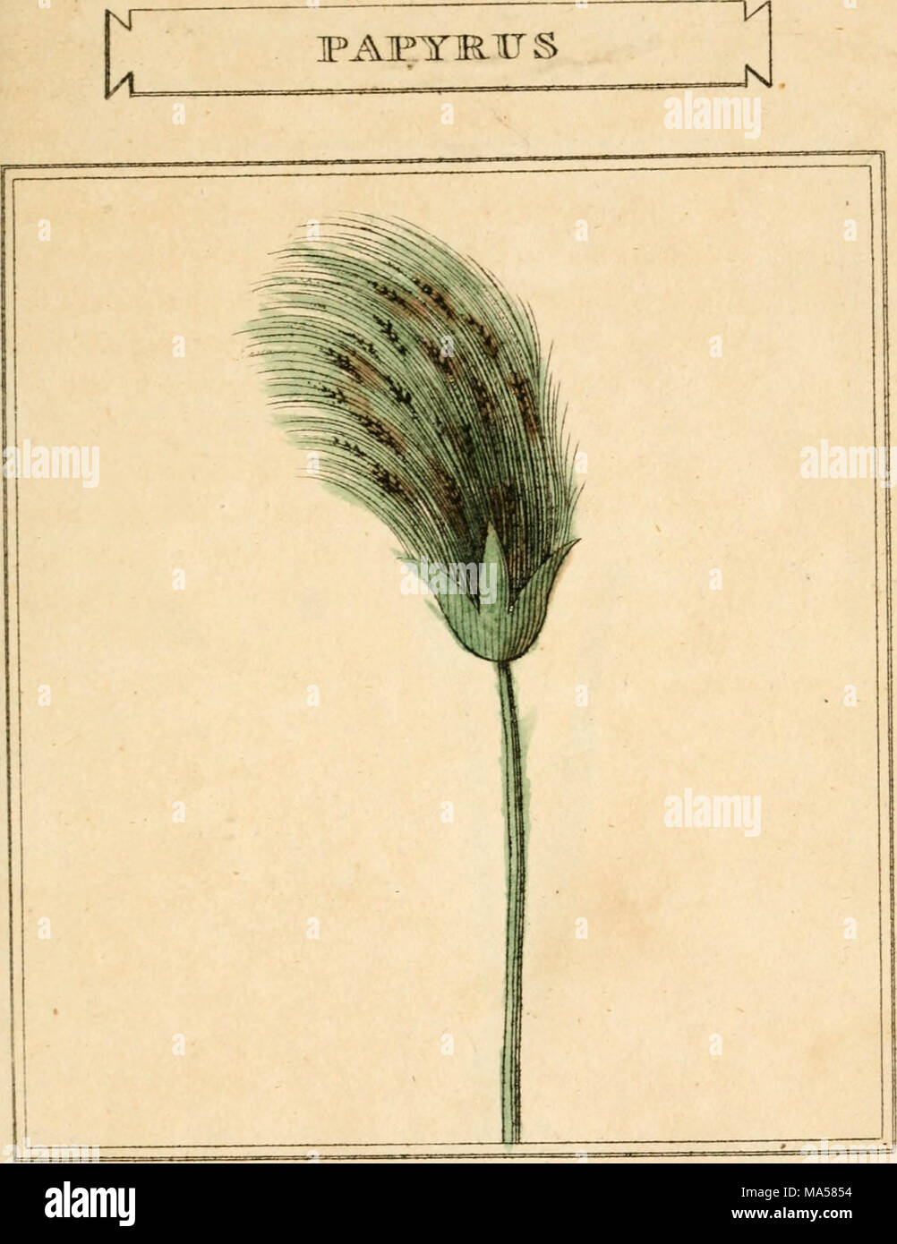 . Elements of the science of botany, as established by Linnaeus; with ...