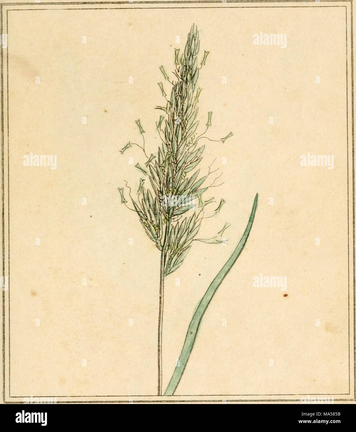 . Elements of the science of botany, as established by Linnaeus; with ...