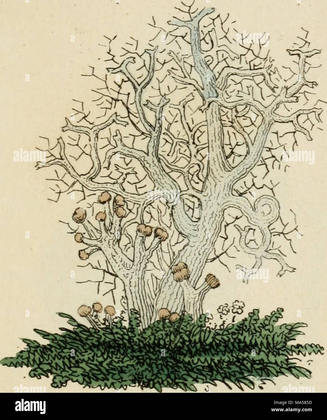 . Elements of the science of botany, as established by Linnaeus; with ...