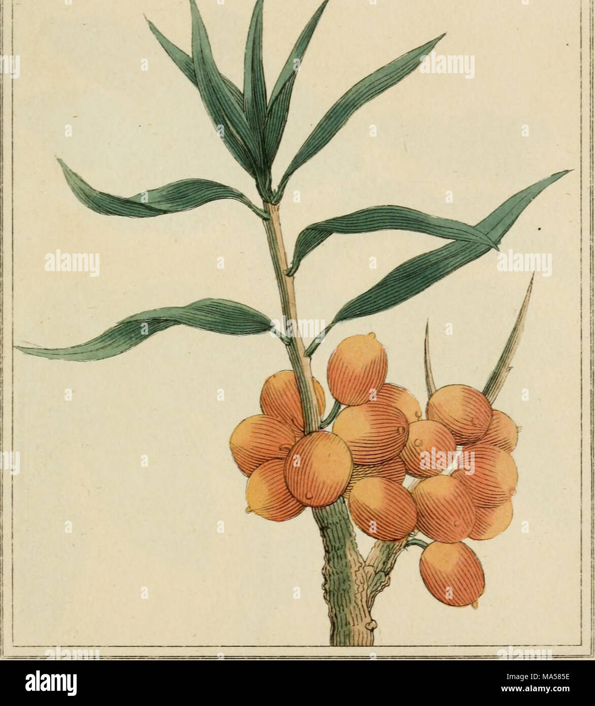 . Elements of the science of botany, as established by Linnaeus; with ...