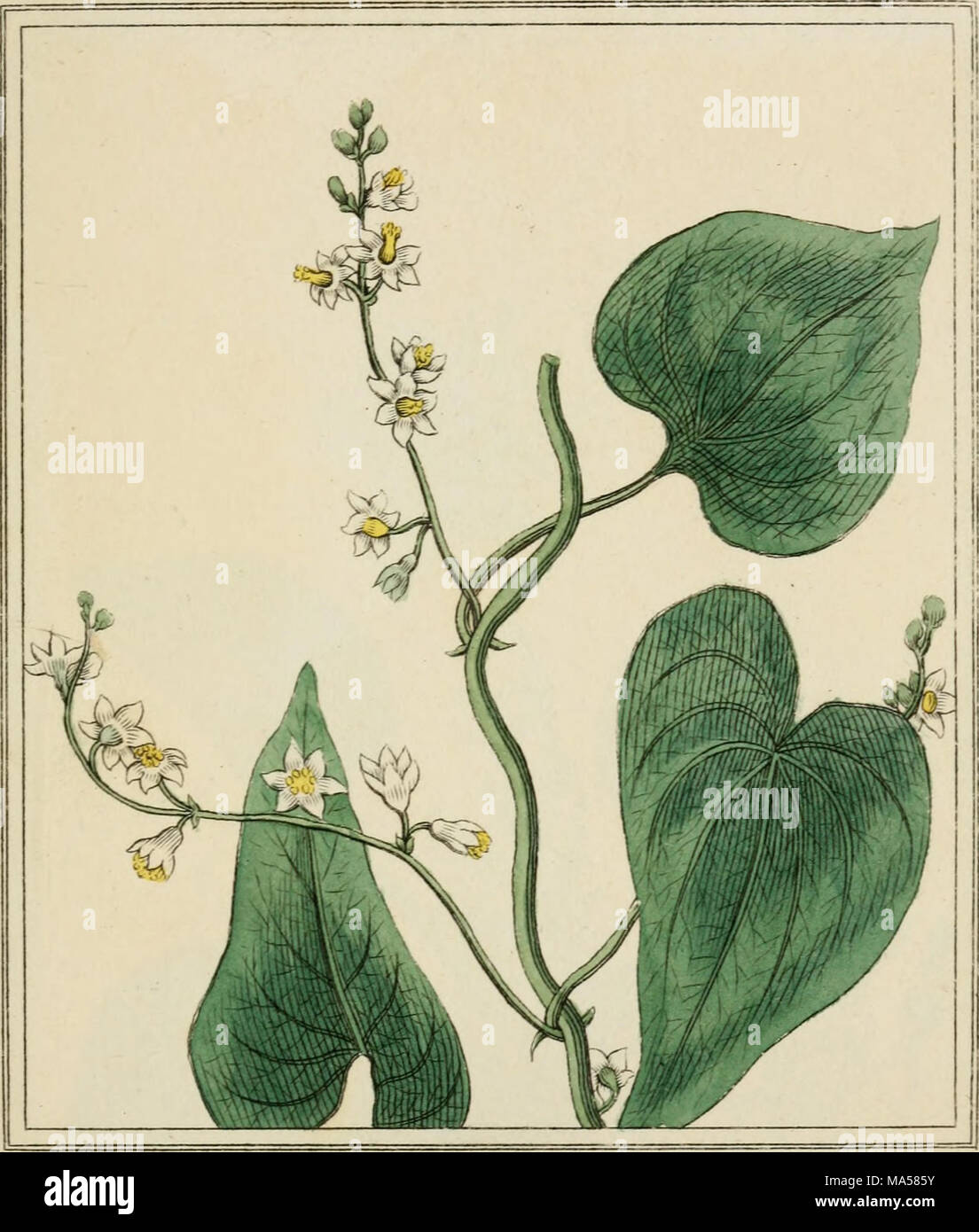 . Elements of the science of botany, as established by Linnaeus; with ...
