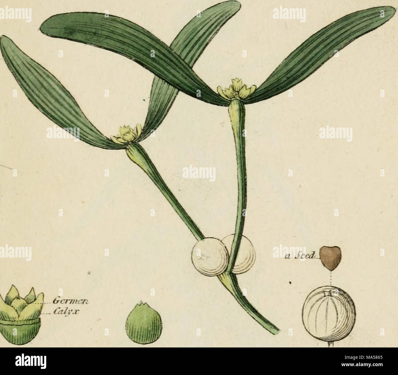 . Elements of the science of botany, as established by Linnaeus; with ...