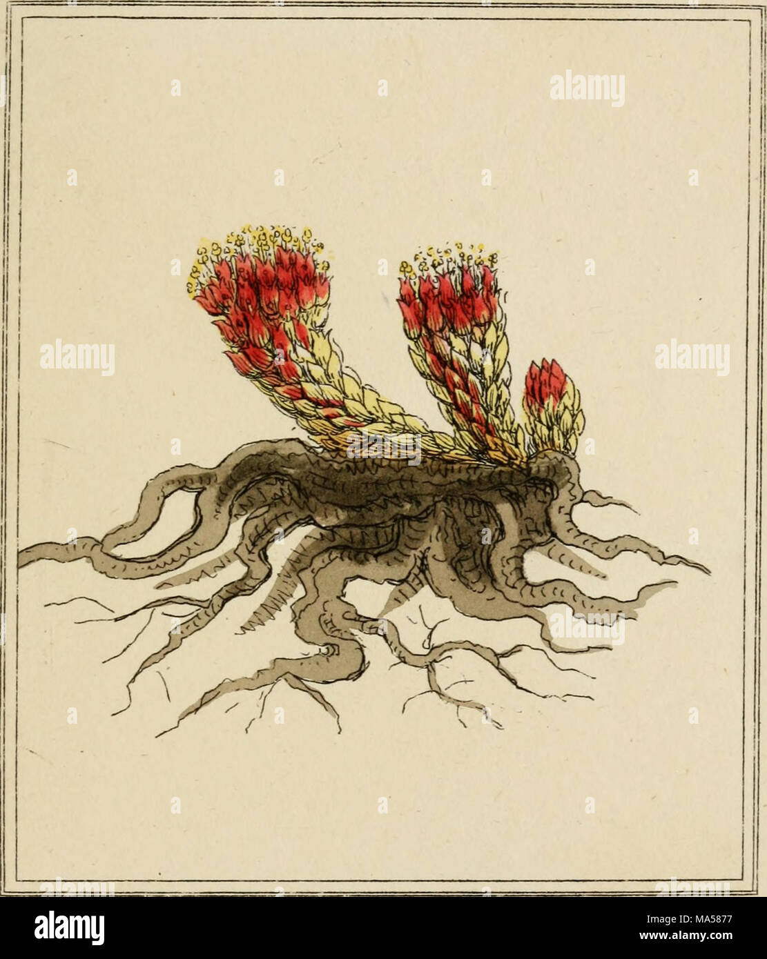 . Elements of the science of botany, as established by Linnaeus; with ...