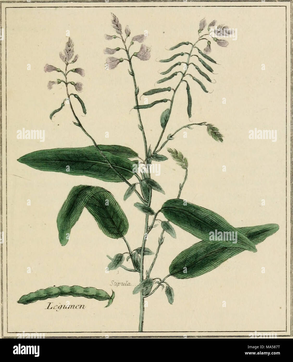 . Elements of the science of botany, as established by Linnaeus; with ...