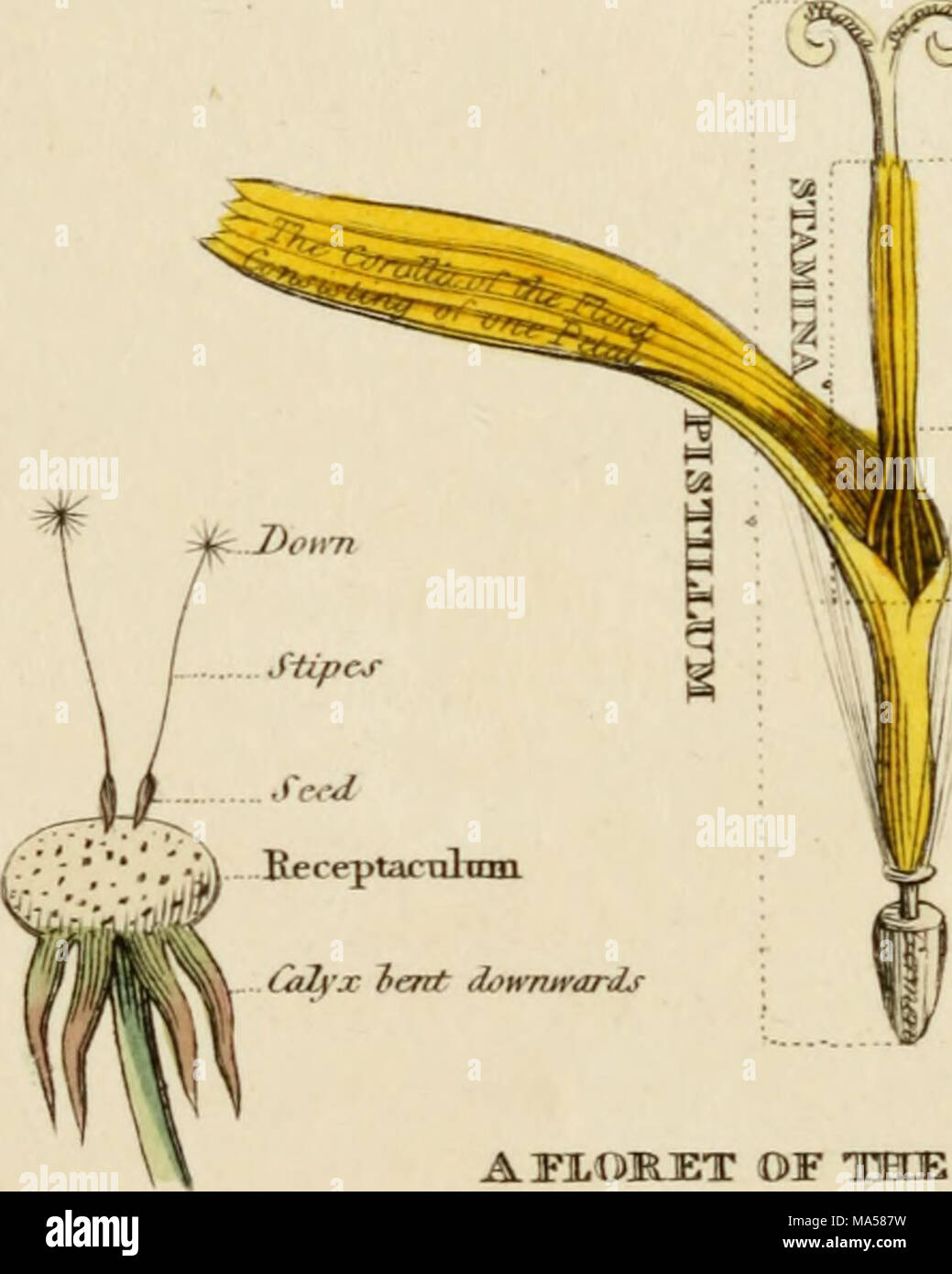 . Elements of the science of botany, as established by Linnaeus; with ...
