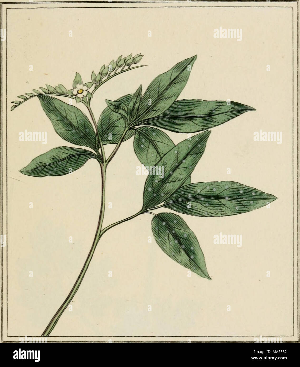 . Elements of the science of botany, as established by Linnaeus; with ...