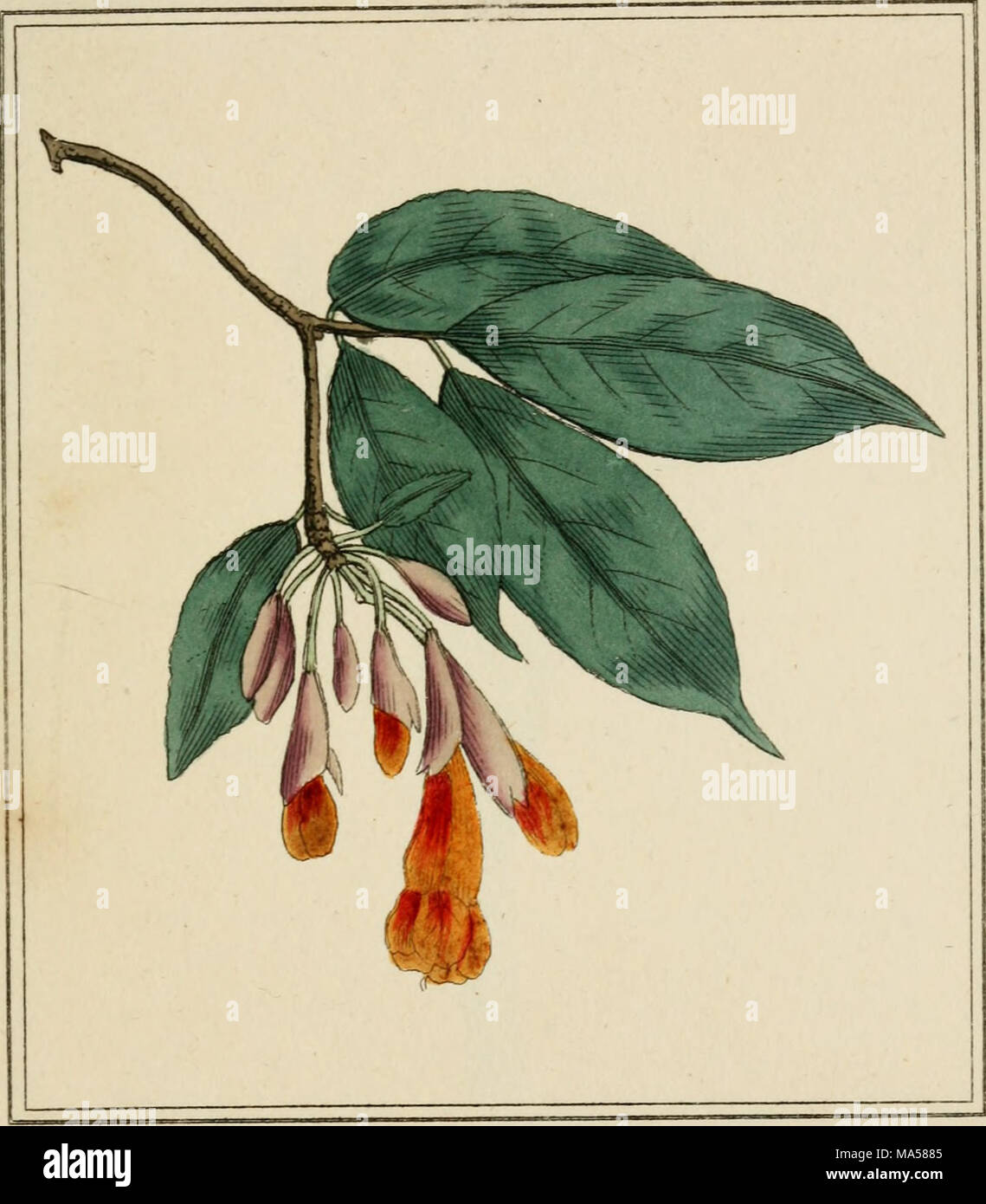 . Elements of the science of botany, as established by Linnaeus; with ...