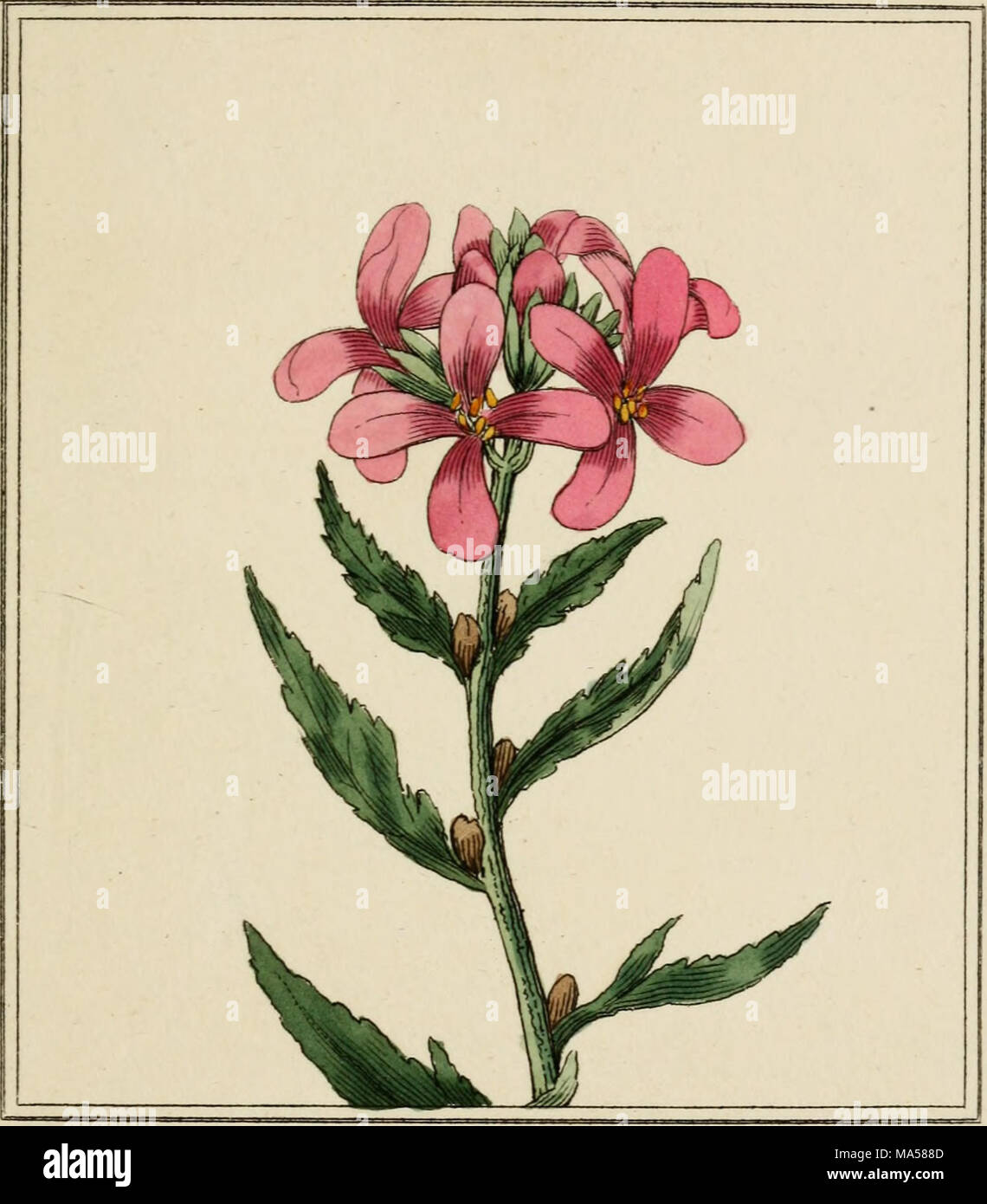 . Elements of the science of botany, as established by Linnaeus; with ...