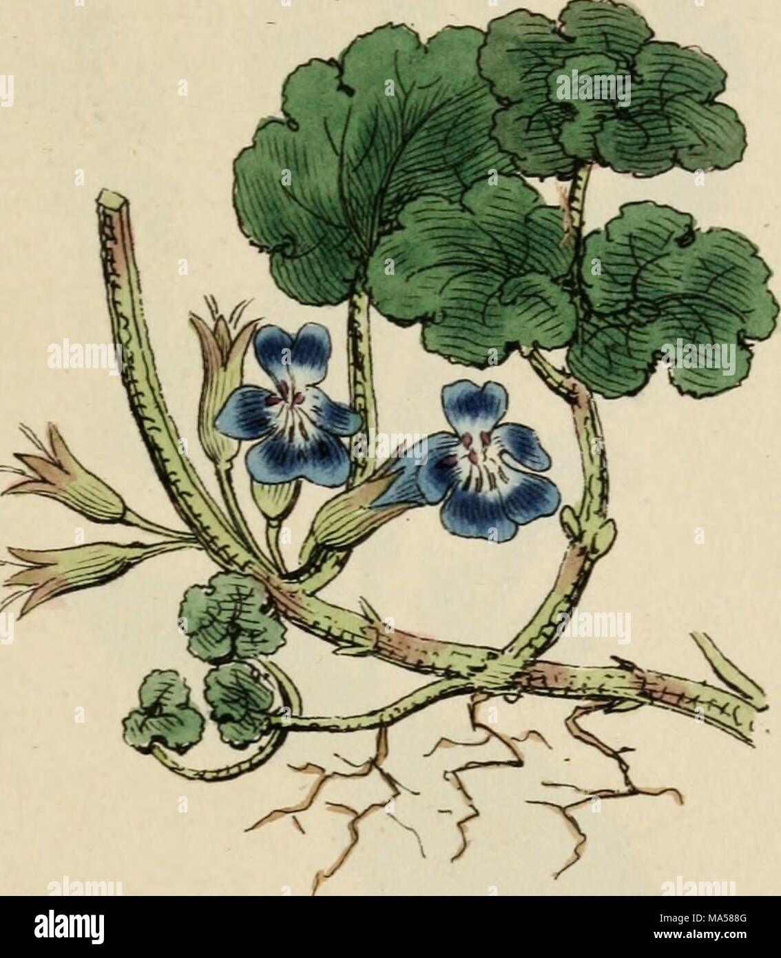 . Elements of the science of botany, as established by Linnaeus; with ...