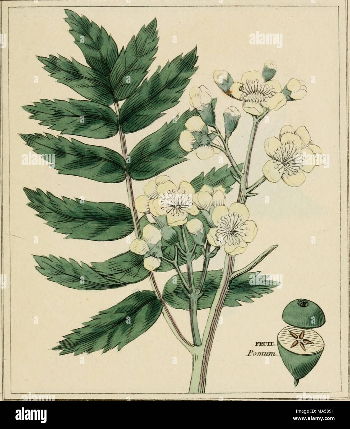 . Elements of the science of botany, as established by Linnaeus; with ...