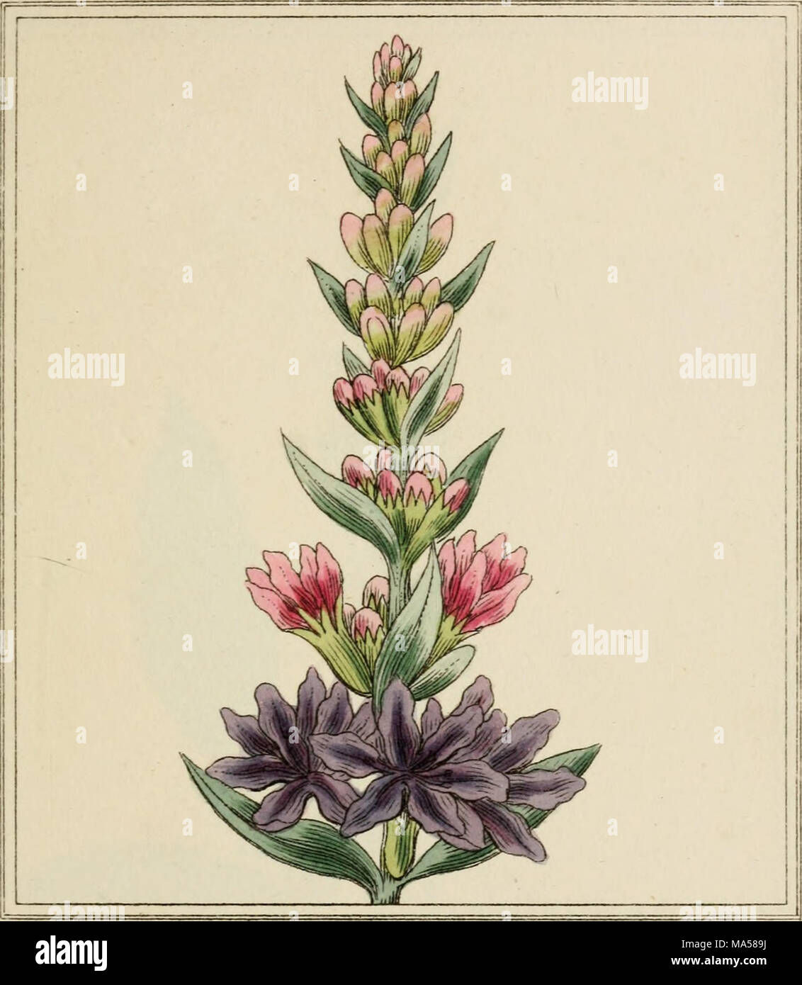 . Elements of the science of botany, as established by Linnaeus; with ...