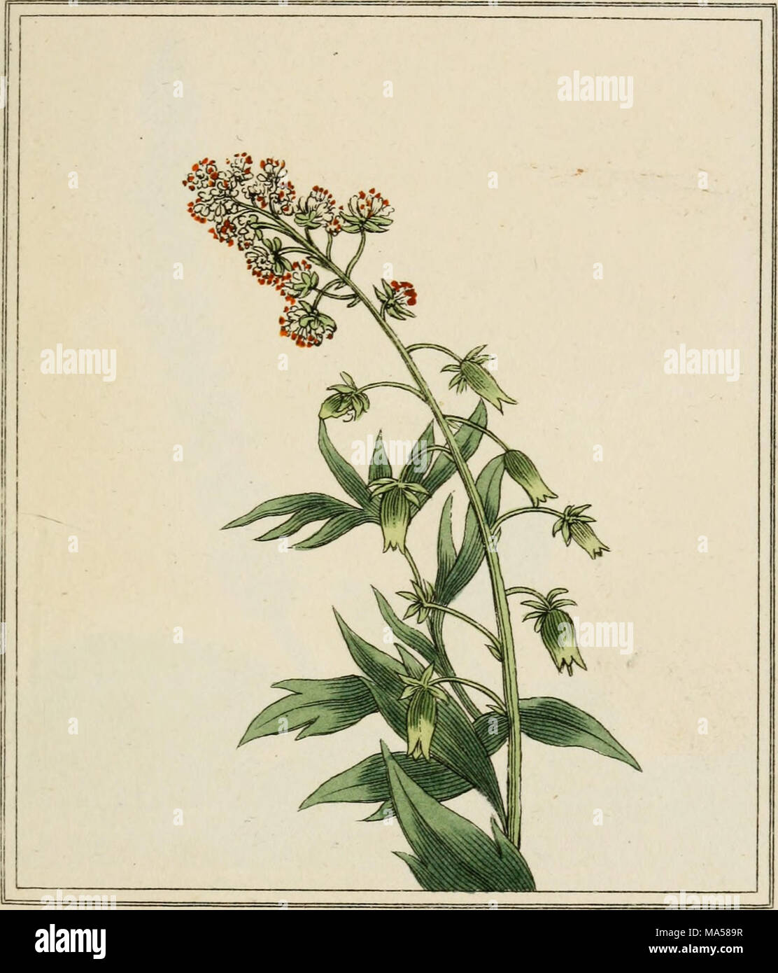 . Elements of the science of botany, as established by Linnaeus; with ...